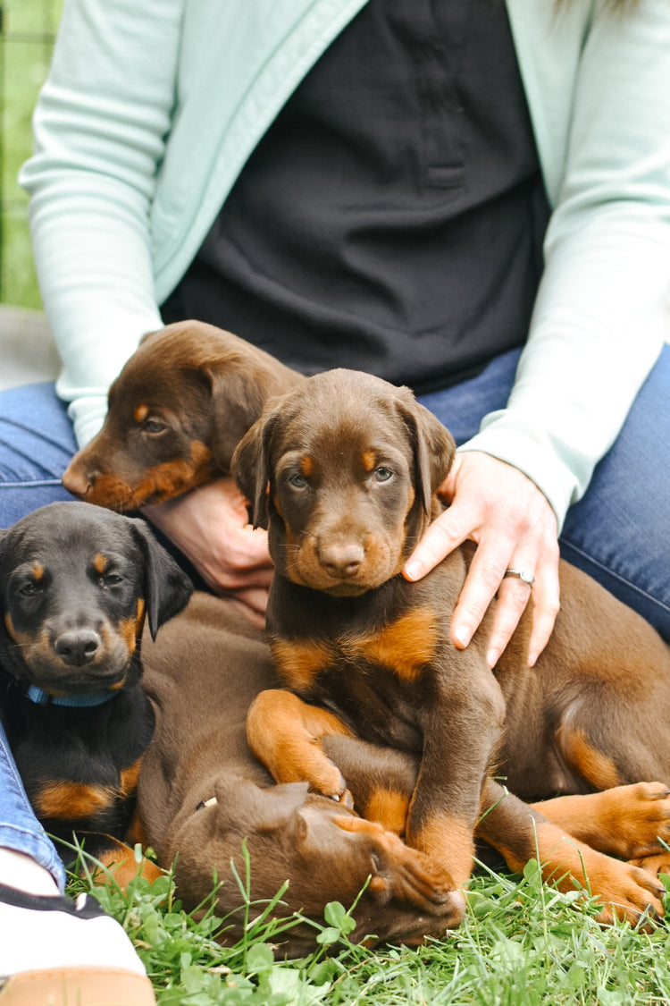Doberman Pinscher Puppies – Centennial Acres Farm
