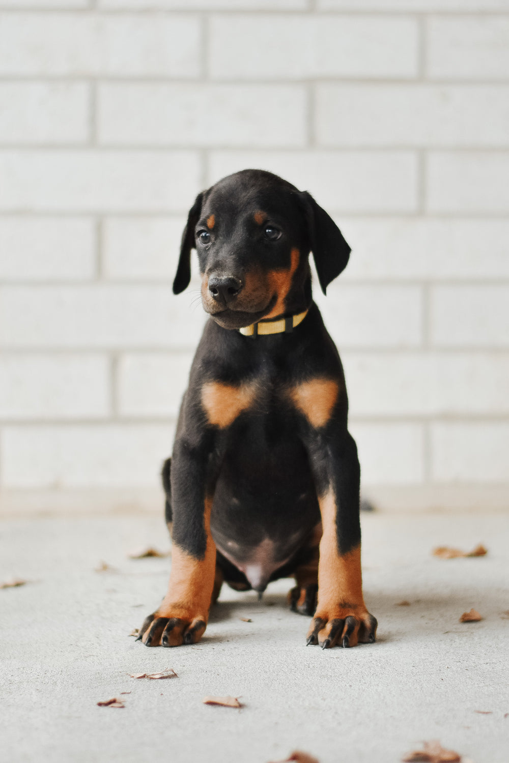 Doberman Pinscher Puppies – Centennial Acres Farm