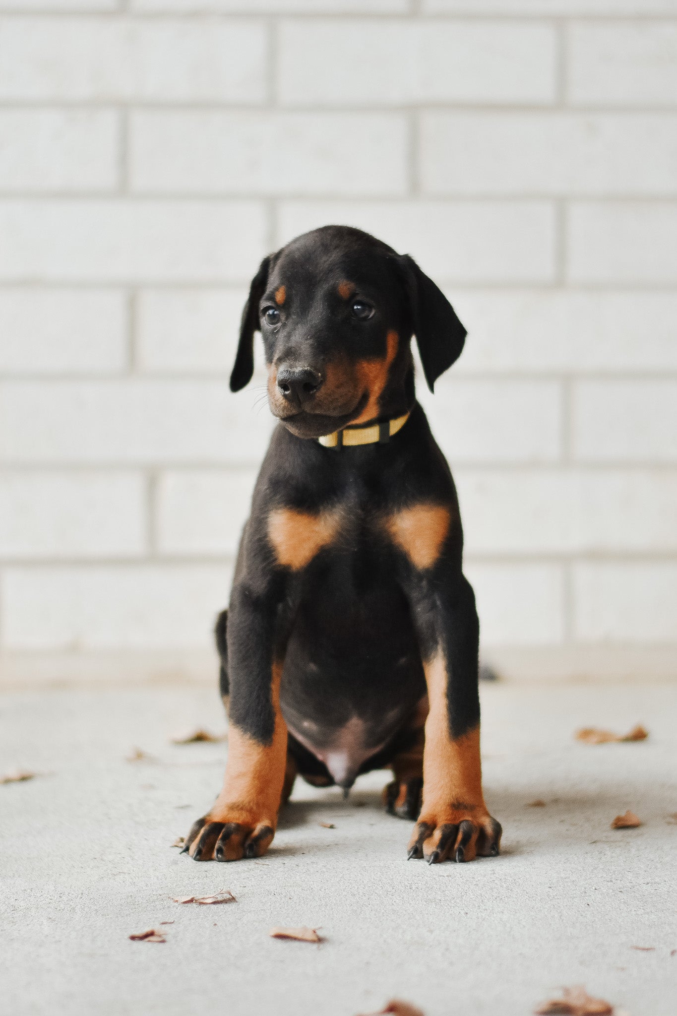 Doberman Pinscher Puppies – Centennial Acres Farm