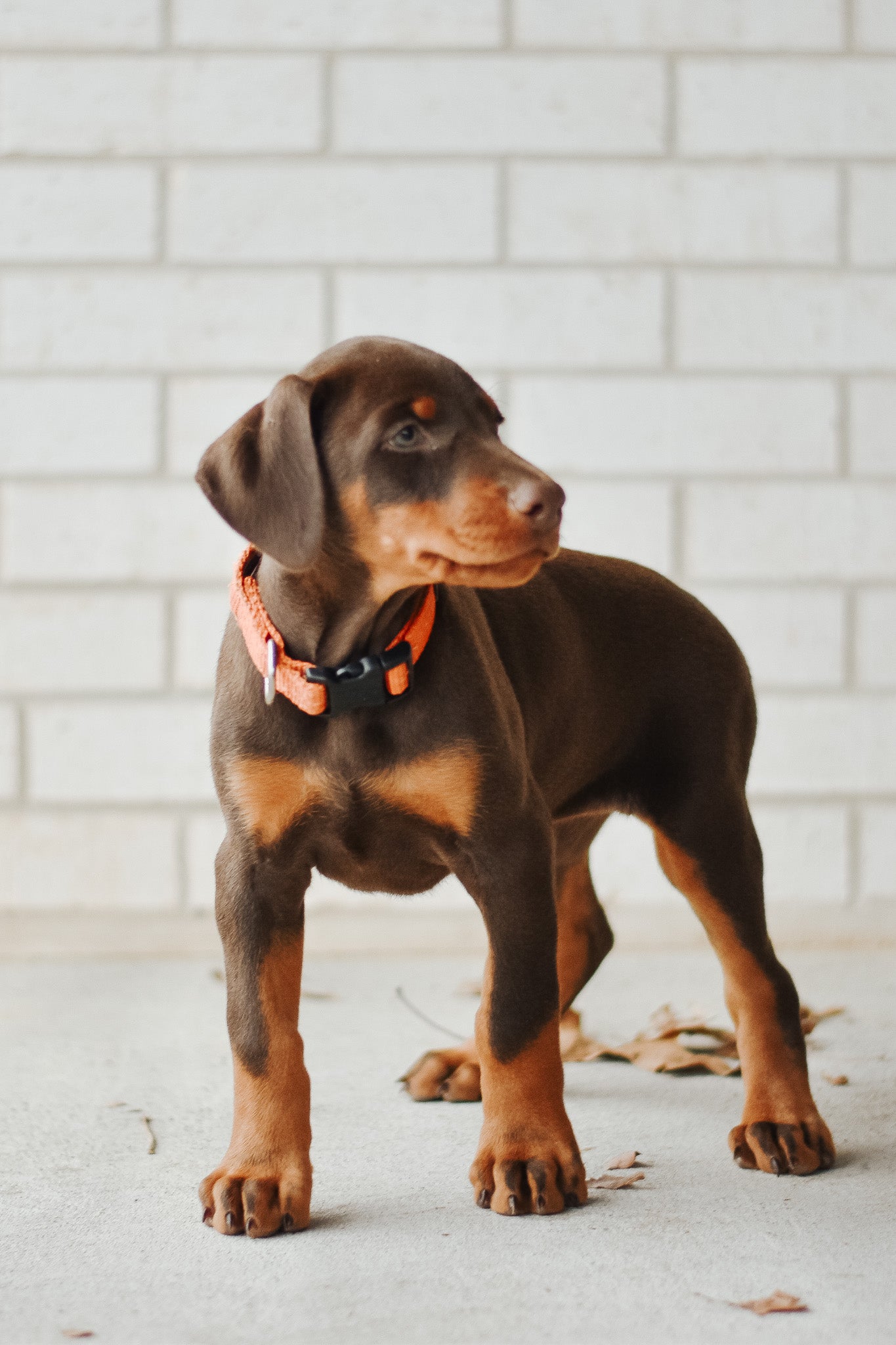 Doberman Pinscher Puppies – Centennial Acres Farm