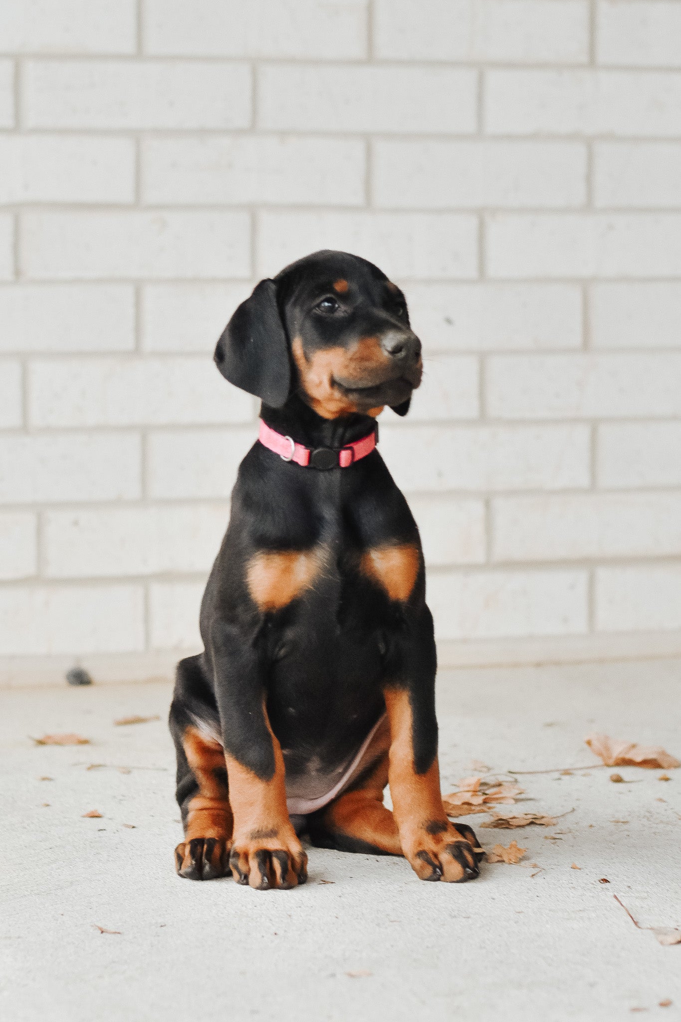 Doberman Pinscher Puppies – Centennial Acres Farm